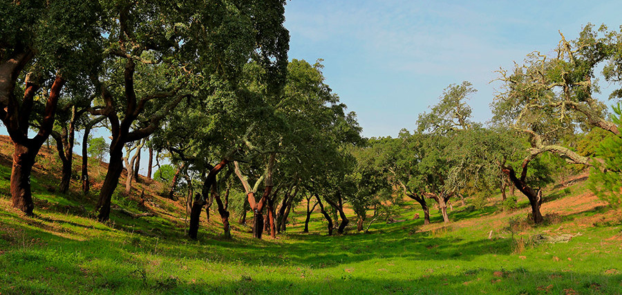 GRÂNDOLA - Discovering the Corklands